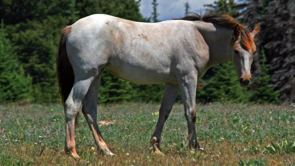 The Basics Of Horse Color Genetics: Decoding Equine Colors