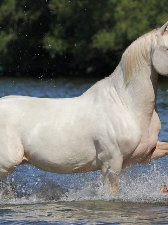 The Basics Of Horse Color Genetics: Decoding Equine Colors