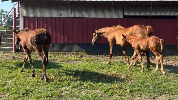 Colt And Filly: Learn To Use Horse Terms In Context