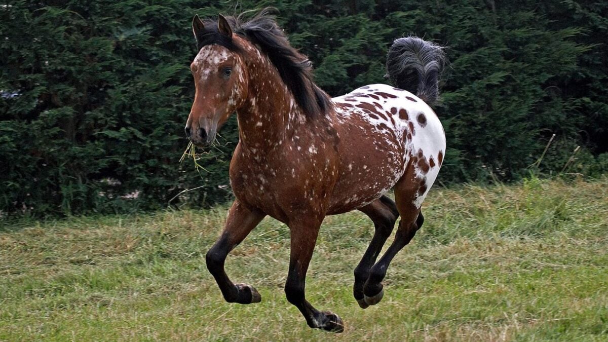 Appaloosa Horse Breed: History, Patterns, Traits, And Pics.