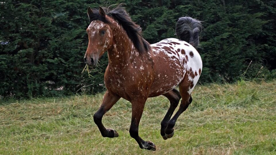 Appaloosa Horse Breed: History, Patterns, Traits, And Pics.