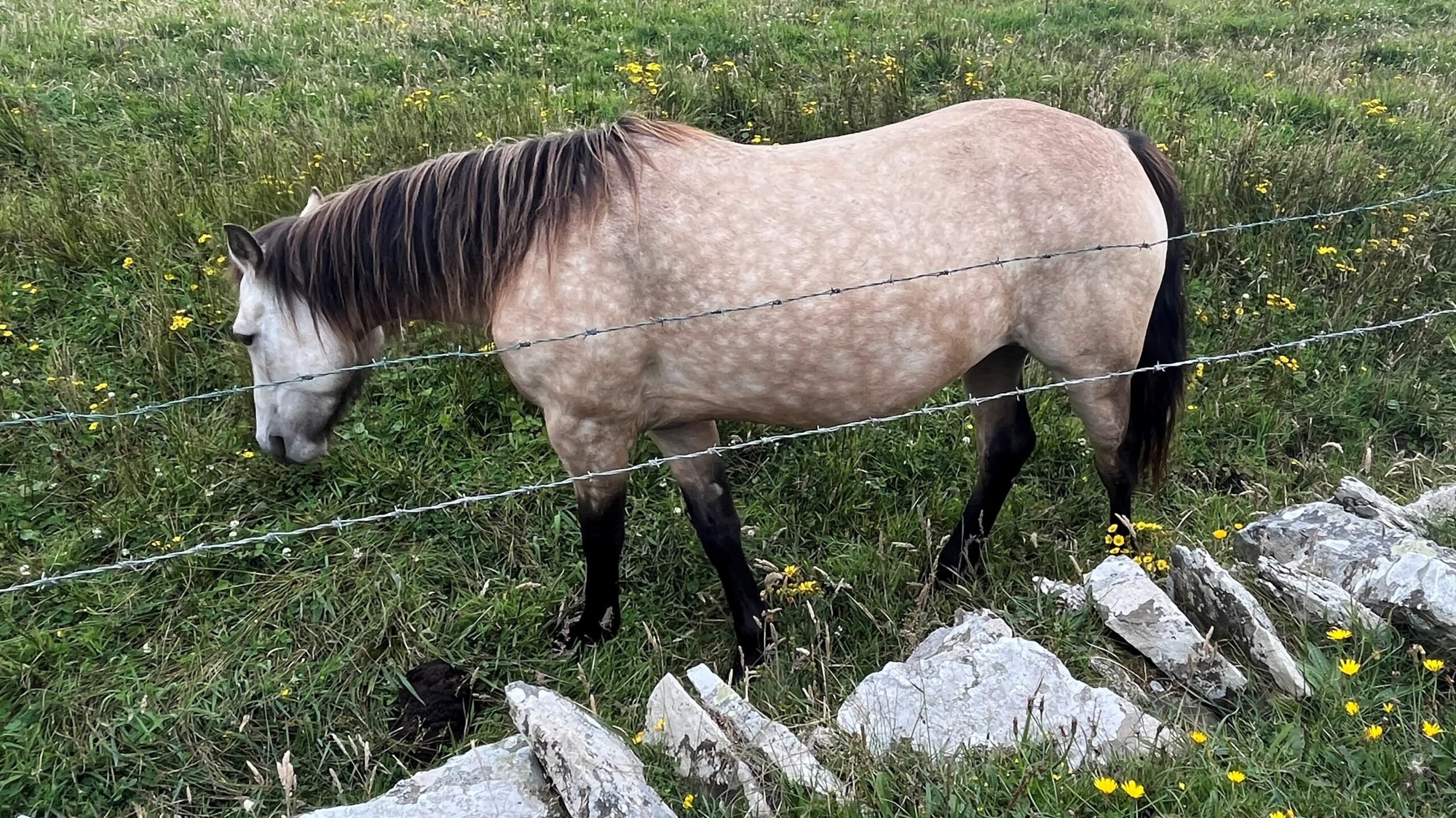Buckskin Horse Guide: Colors, Genetics, Breeds & Care