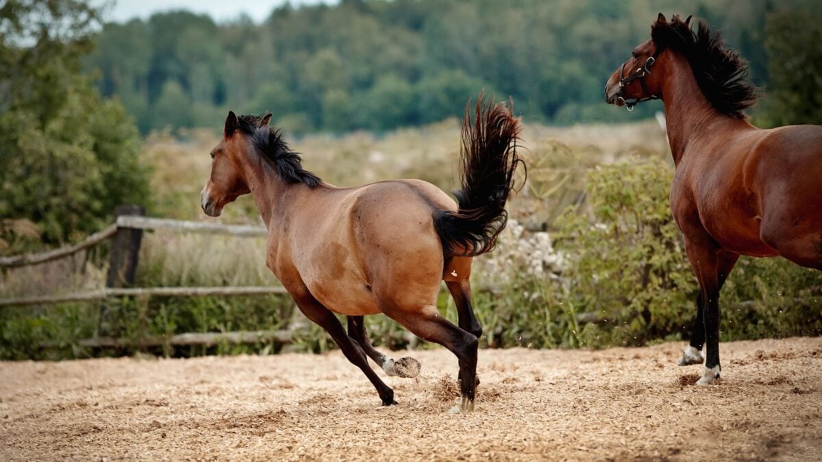 Dun Horse Color: Genetics, Markings, Types & FAQs (Guide)