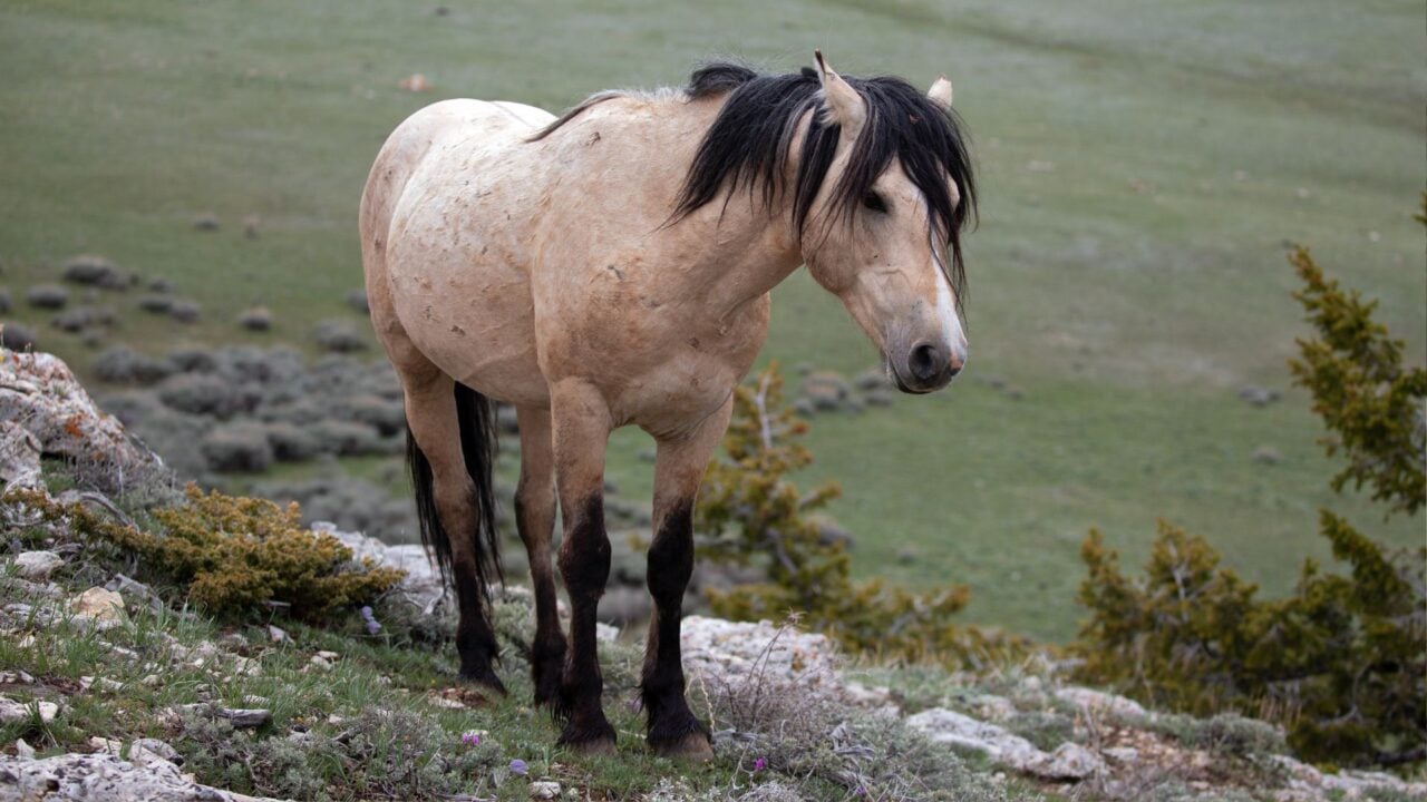 Dun Horse Color, Breeds, And Traits: A Guide With Pictures