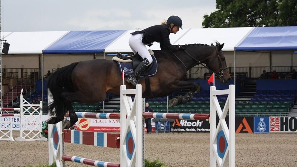 Best Showjumping Horse Breeds: A Guide To Elite Performers
