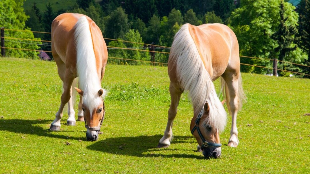 Horse Colors Guide: Shades, Patterns & Easy Identification