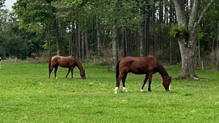 Best Horse Breeds For Beginners: Safe & Forgiving Choices