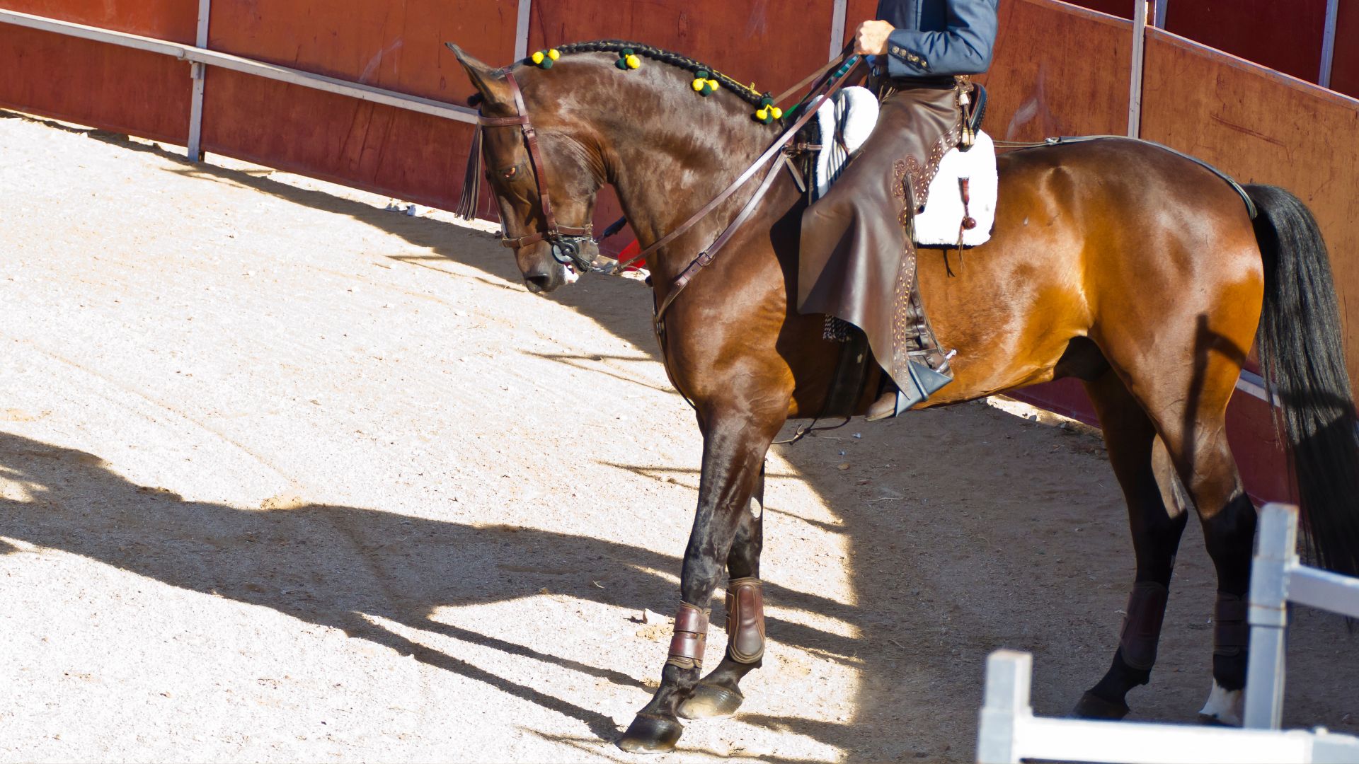 Andalusian Horse: Breed Profile, Facts & Pictures