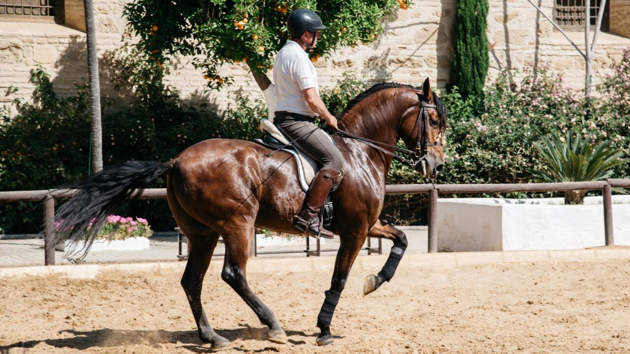 Andalusian Horse Breed Guide: Traits, Care And Costs