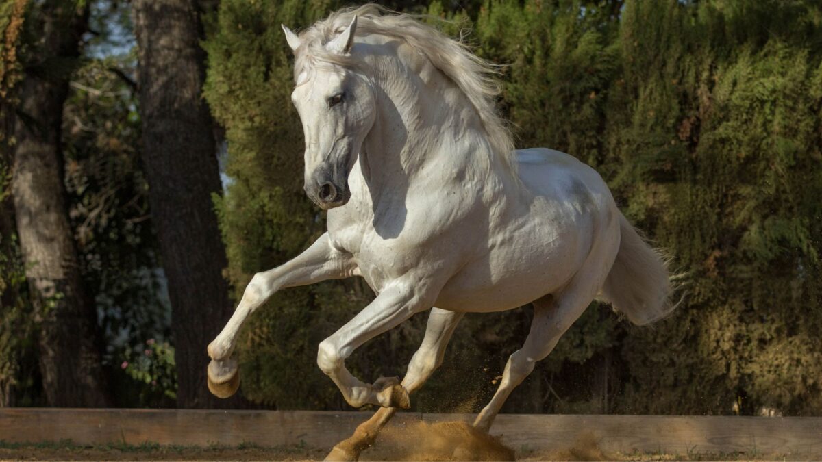 Andalusian Horse Breed Guide: Traits, Care And Costs