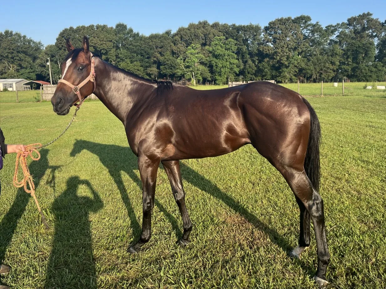 Discovering Irish Sport Horses: Traits, Training, And Tips