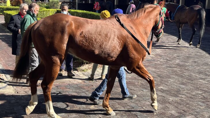 Chestnut Vs Sorrel Horses: Understanding The Distinction