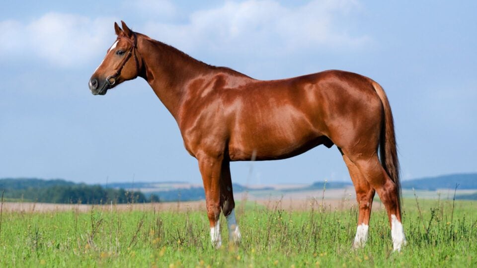 The Basics Of Horse Color Genetics: Decoding Equine Colors