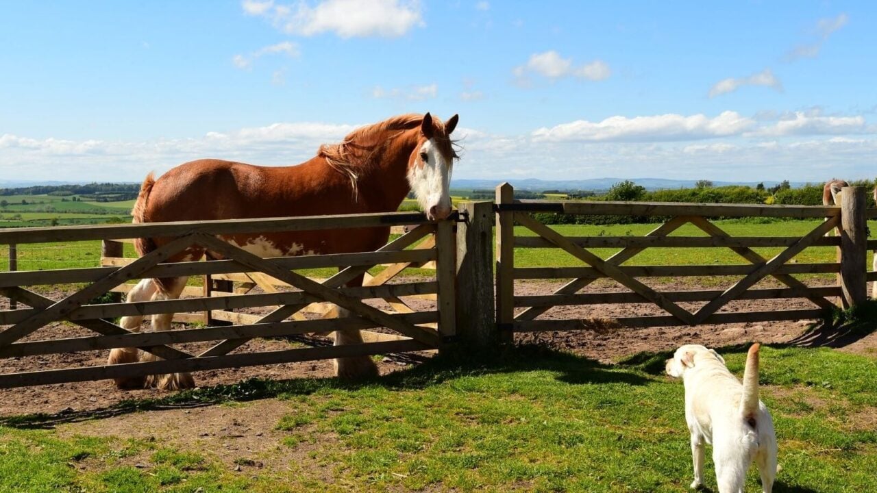 Best Horse Breeds For Beginners: Safe & Forgiving Choices