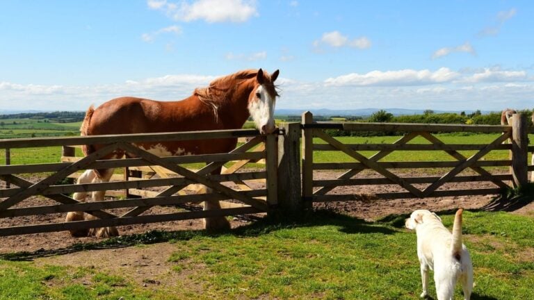 Best Horse Breeds For Beginners: Safe & Forgiving Choices