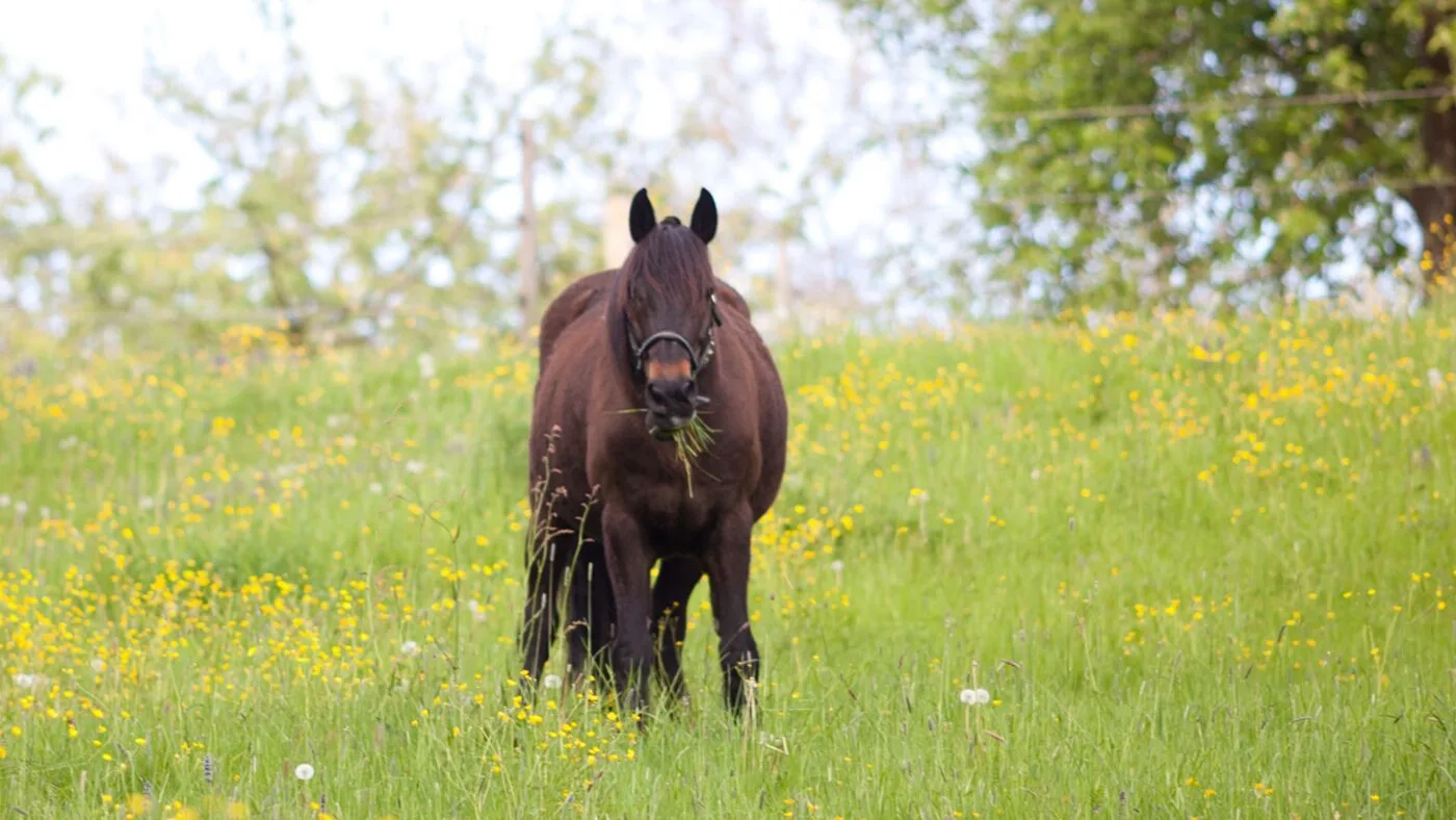 Overweight Horses: Care And Feeding Guide