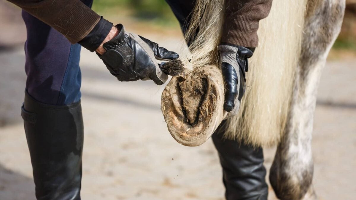Horse Hoof Care: Anatomy, Problems, And Maintenance Tips