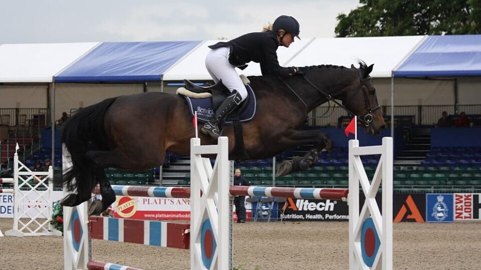 Top 10 Best Horse Breeds For Every Rider's Needs