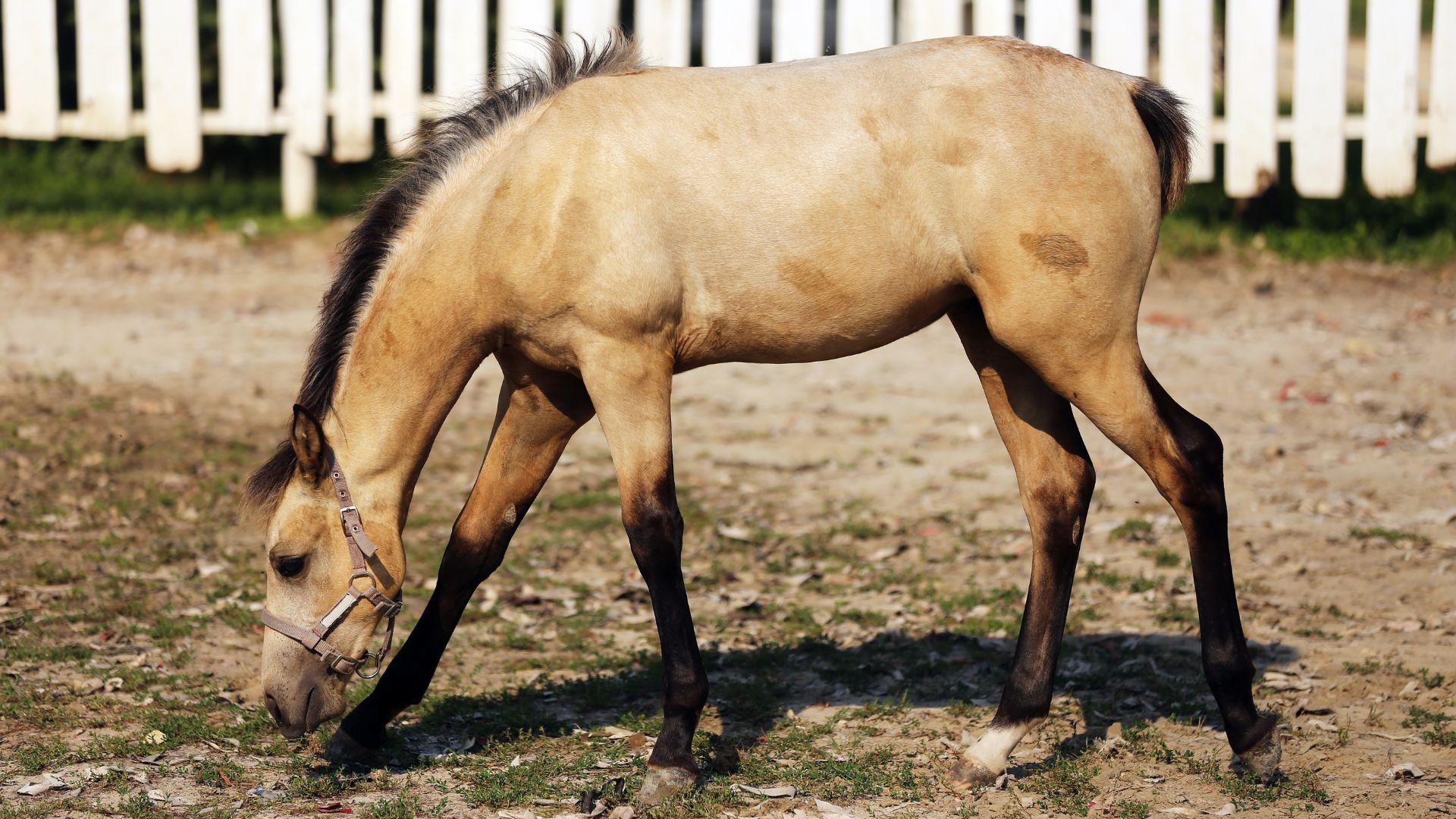 Morgan Horse Breed: History, Characteristics, & Versatility