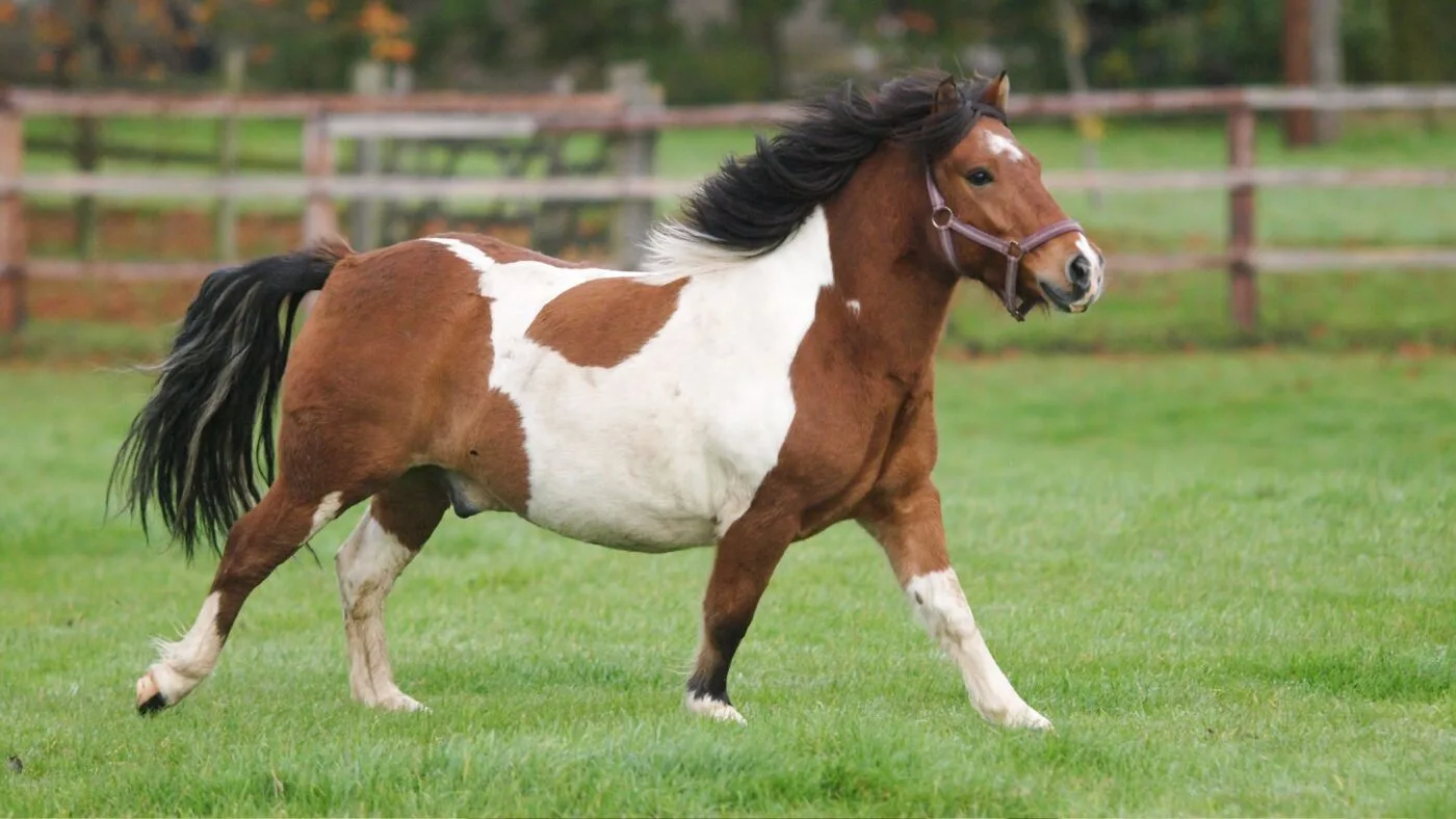 Overweight Horses: Care And Feeding Guide