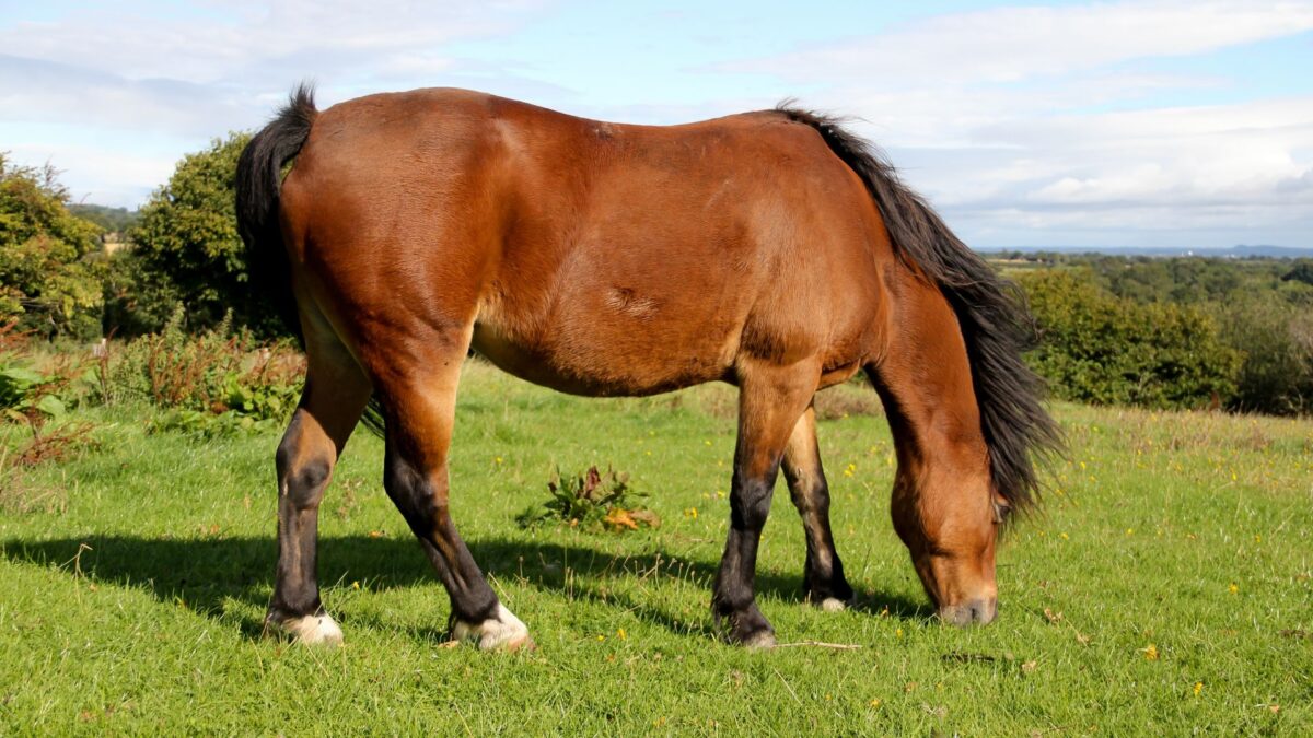 Overweight Horses: Care And Feeding Guide