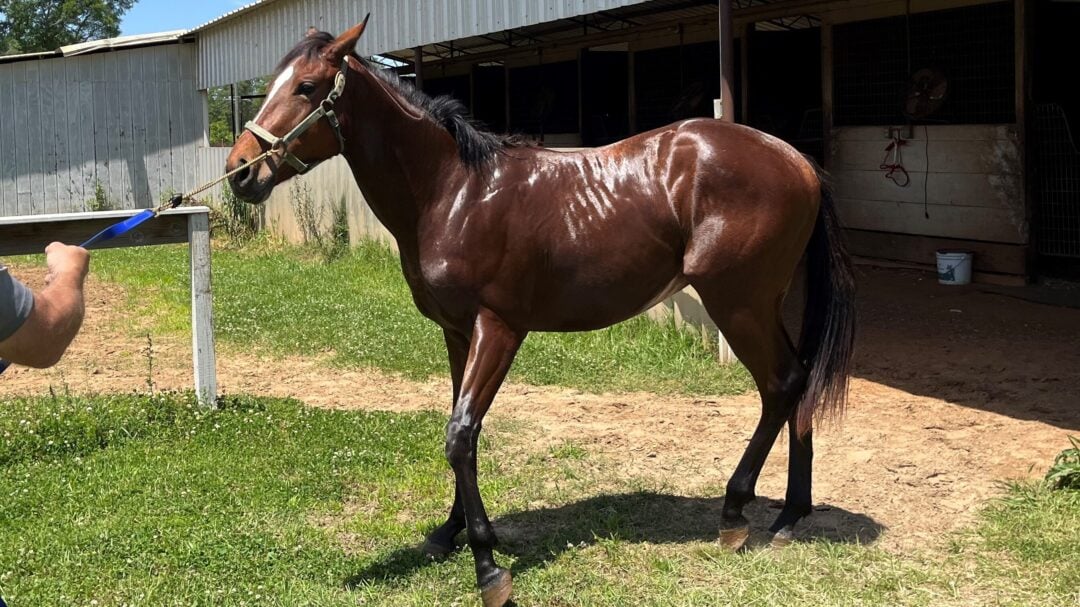 Reading Horse Ears: Guide To Understanding Your Horse