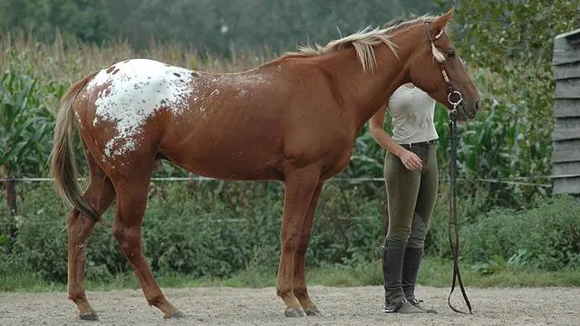 Appaloosa Horse Breed: History, Patterns, Traits, And Pics.