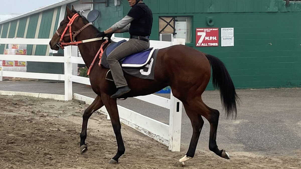 Horse Coat Colors And Patterns: Complete ID Guide