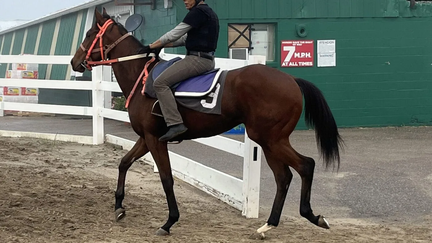 Thoroughbred Horse Breed: History, Versatility, And Care