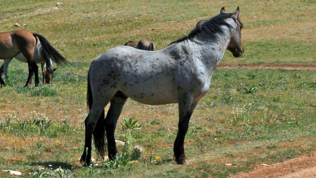 Blue Roan Horses: A Comprehensive Guide To This Unique Color