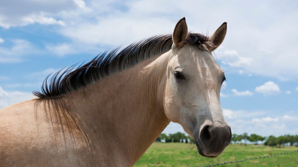 Buckskin Horse Guide: Colors, Genetics, Breeds & Care