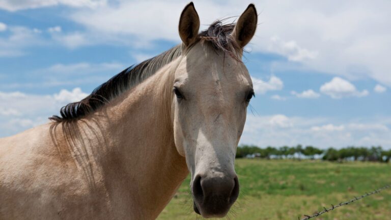Buckskin Horse Guide: Colors, Genetics, Breeds & Care
