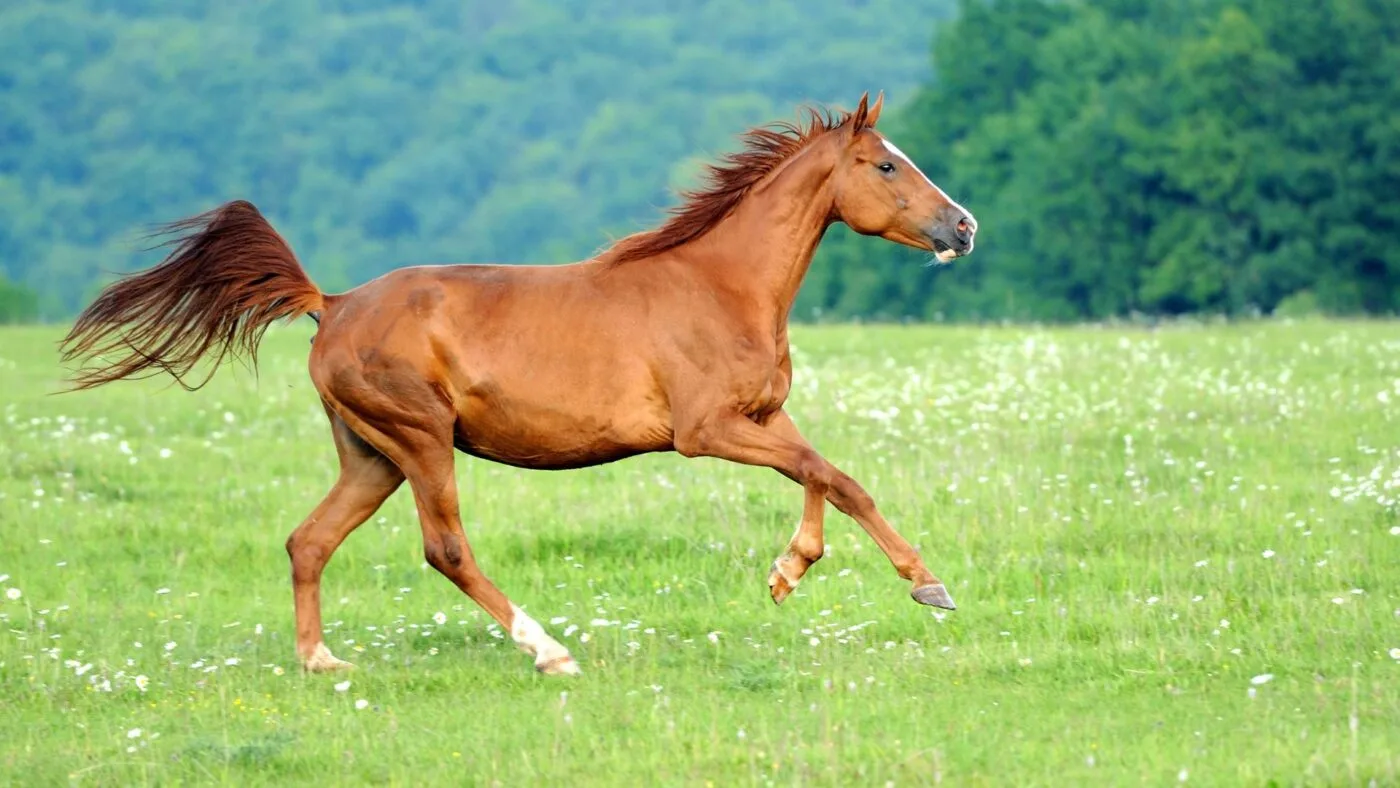 Chestnut Horse Color: The Science And Shades Of Fire