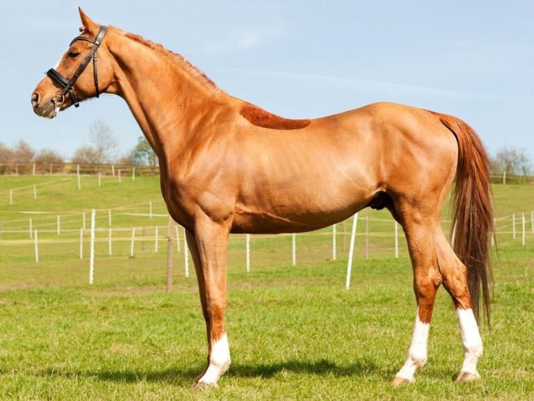 Chestnut Horse Color: Identify Every Shade Like A Pro