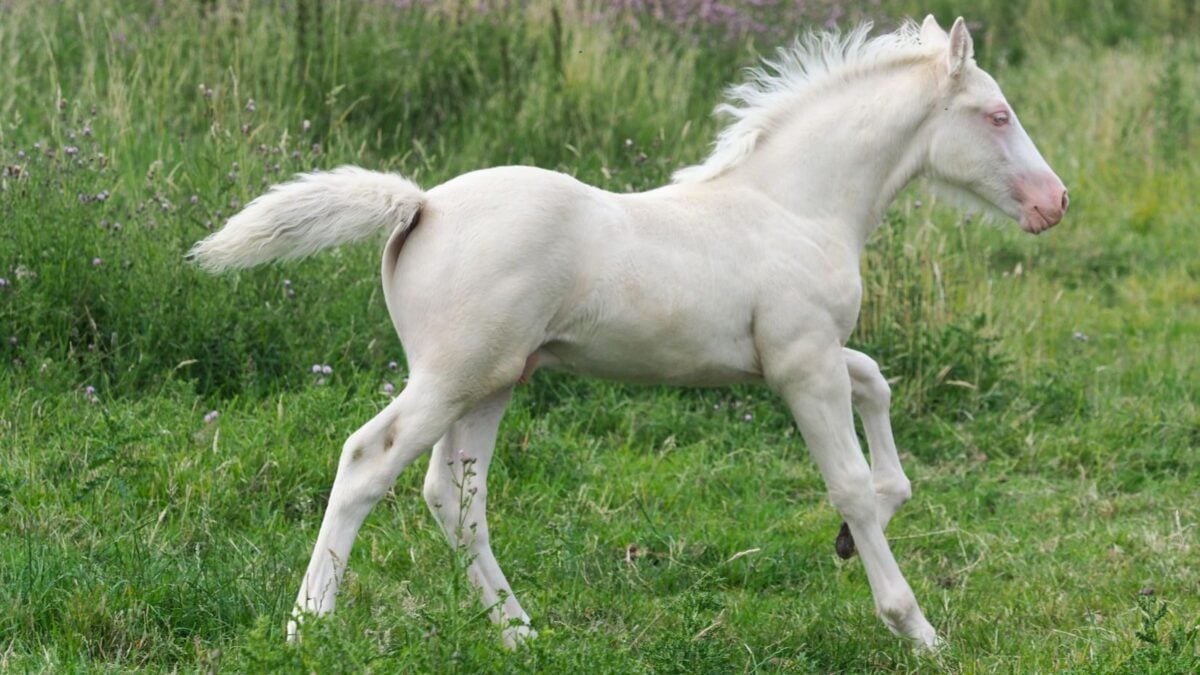 Cremello Horse Color And Breeds: A Guide With Pictures