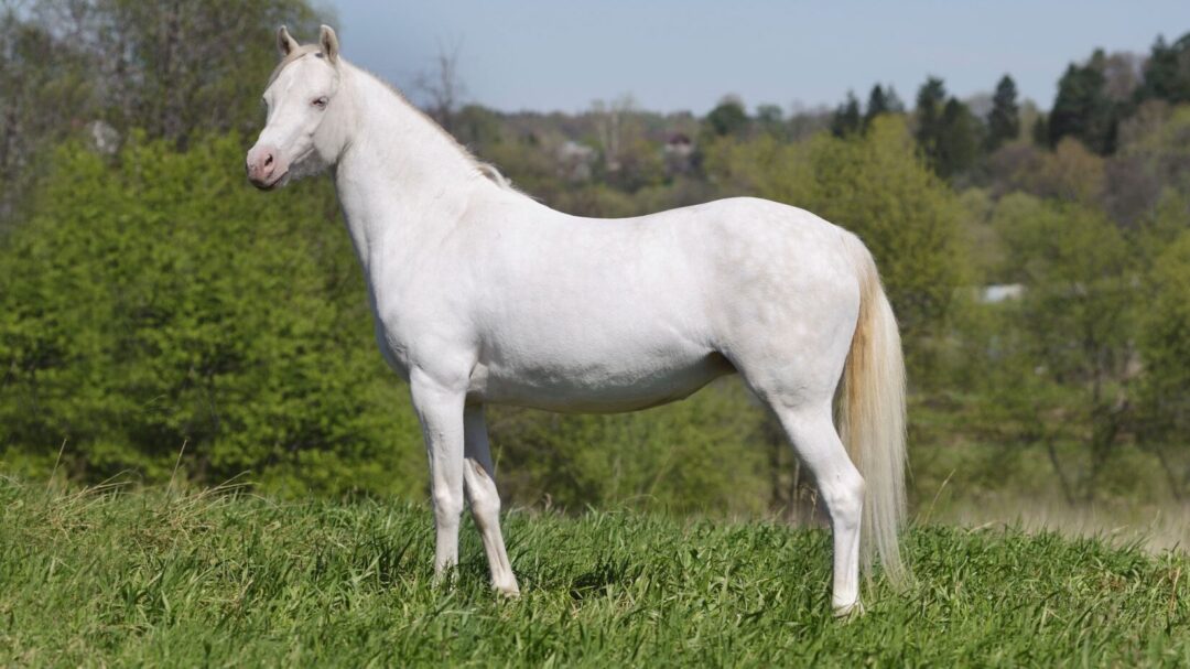 Perlino Horse Color And Breeds: A Guide With Pictures