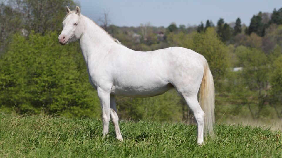 True White Horses: Ultimate Guide To Genetics, Breeds & Care