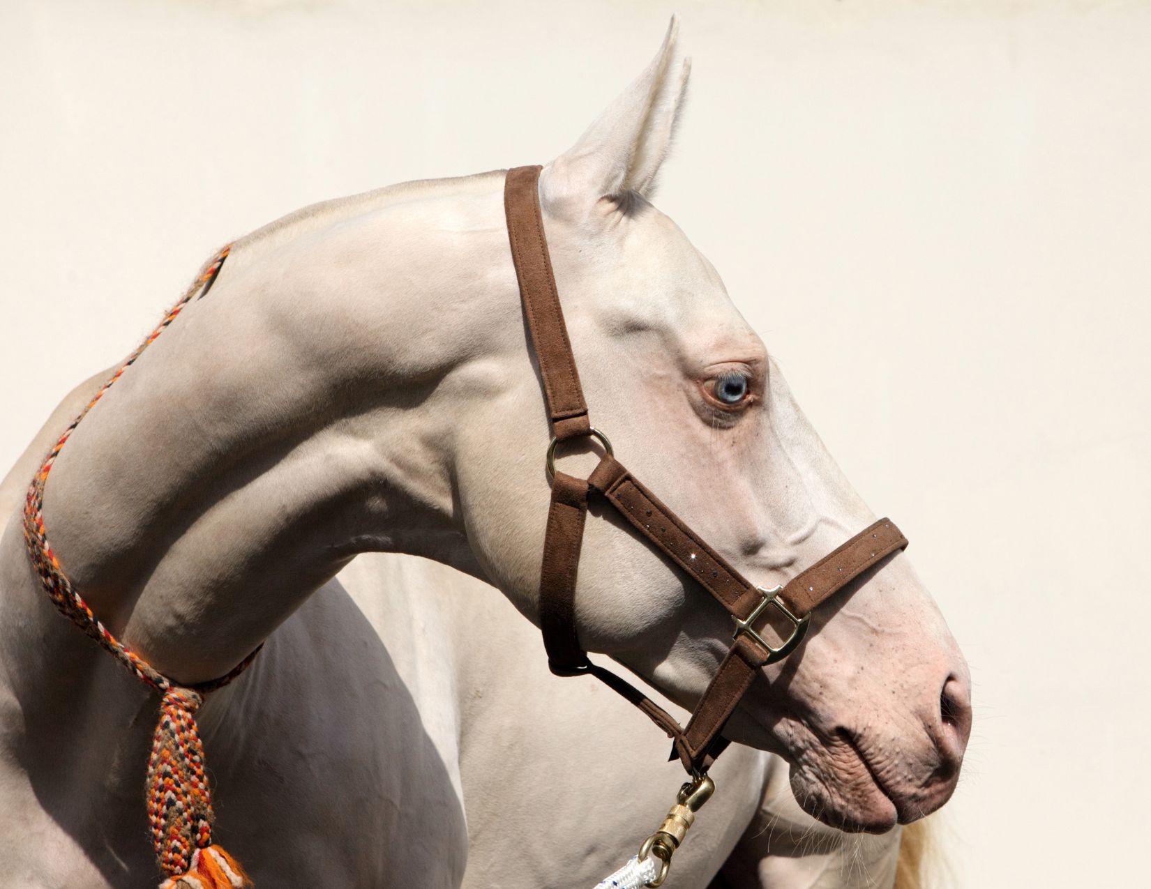Cremello Horse Color And Breeds: A Guide With Pictures