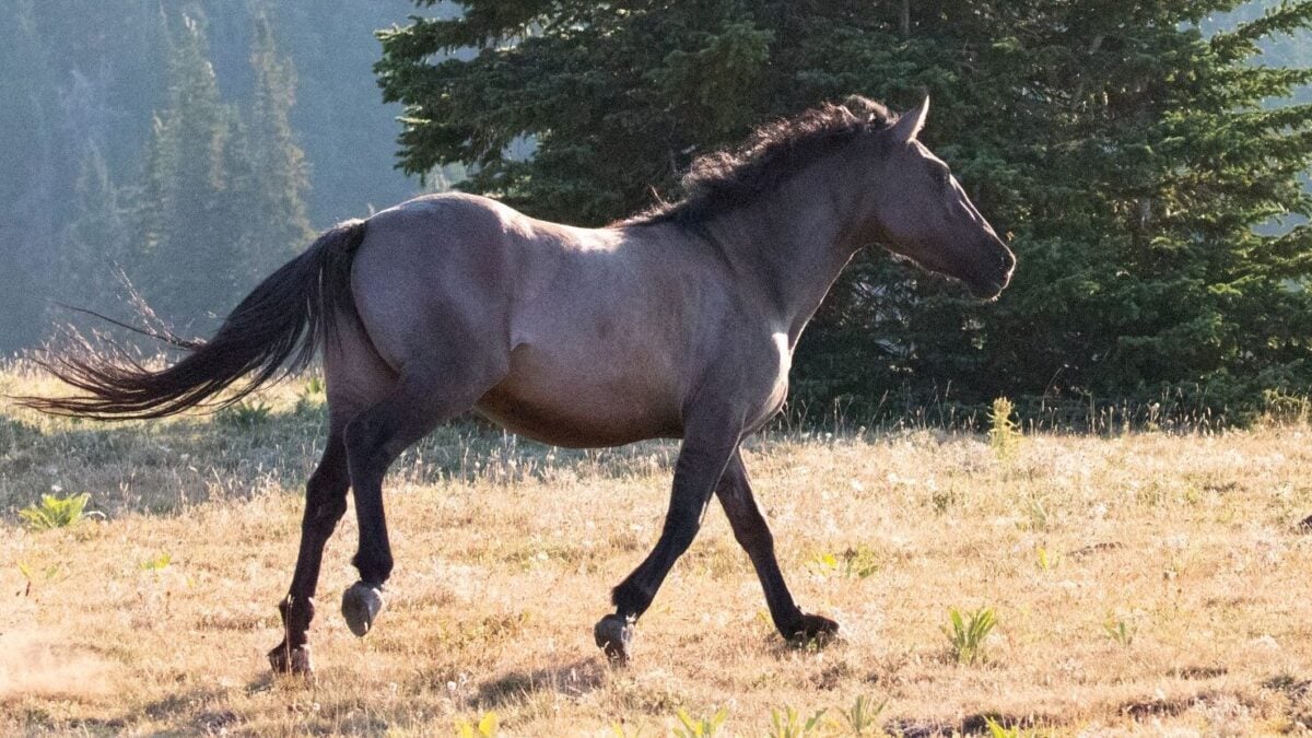 Dun Horse Color, Breeds, And Traits: A Guide With Pictures