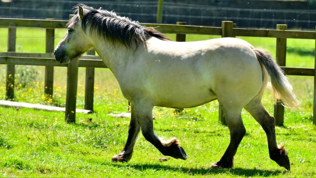 Dun Horse Color, Breeds, And Traits: A Guide With Pictures