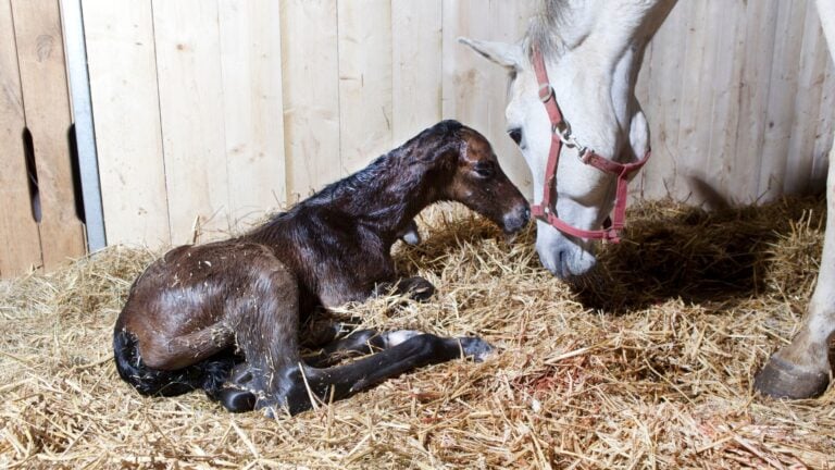 Foal Care: Complete Guide To Raising A Healthy Foal