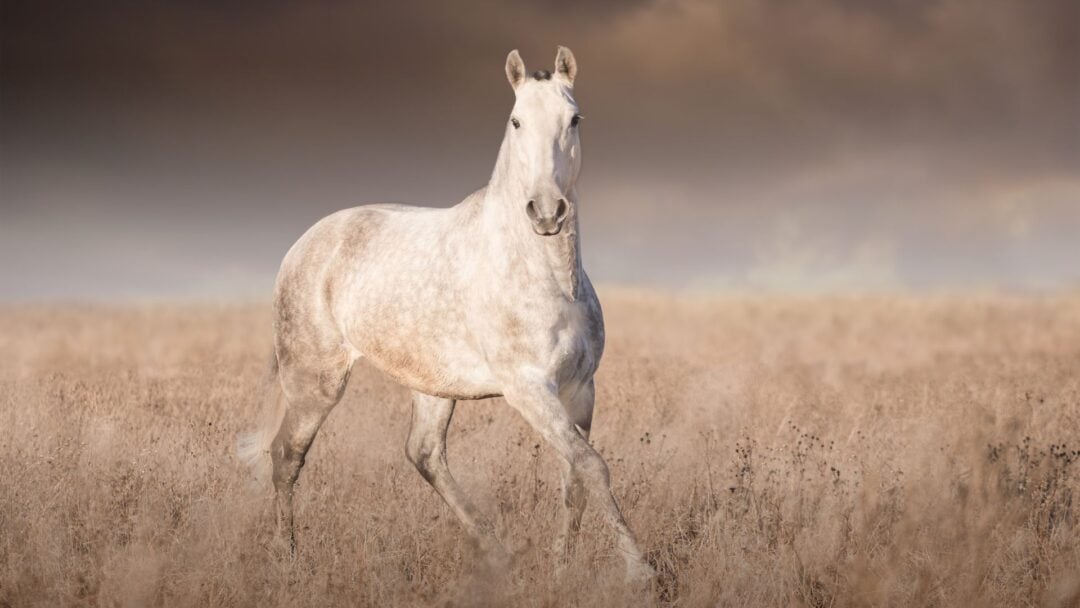 The Ultimate Guide To Gray Horses: Understanding Their Color