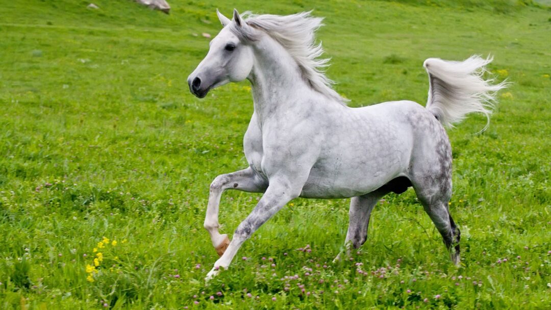 The Ultimate Guide To Gray Horses: Understanding Their Color