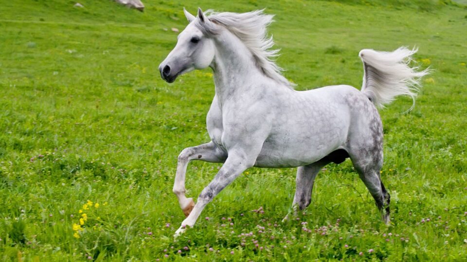 The Ultimate Guide To Gray Horses: Understanding Their Color