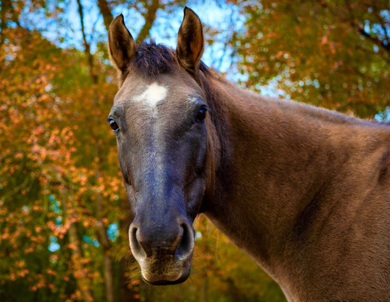 Grulla Horse Guide. Coat Colors, Pictures, And Breeds