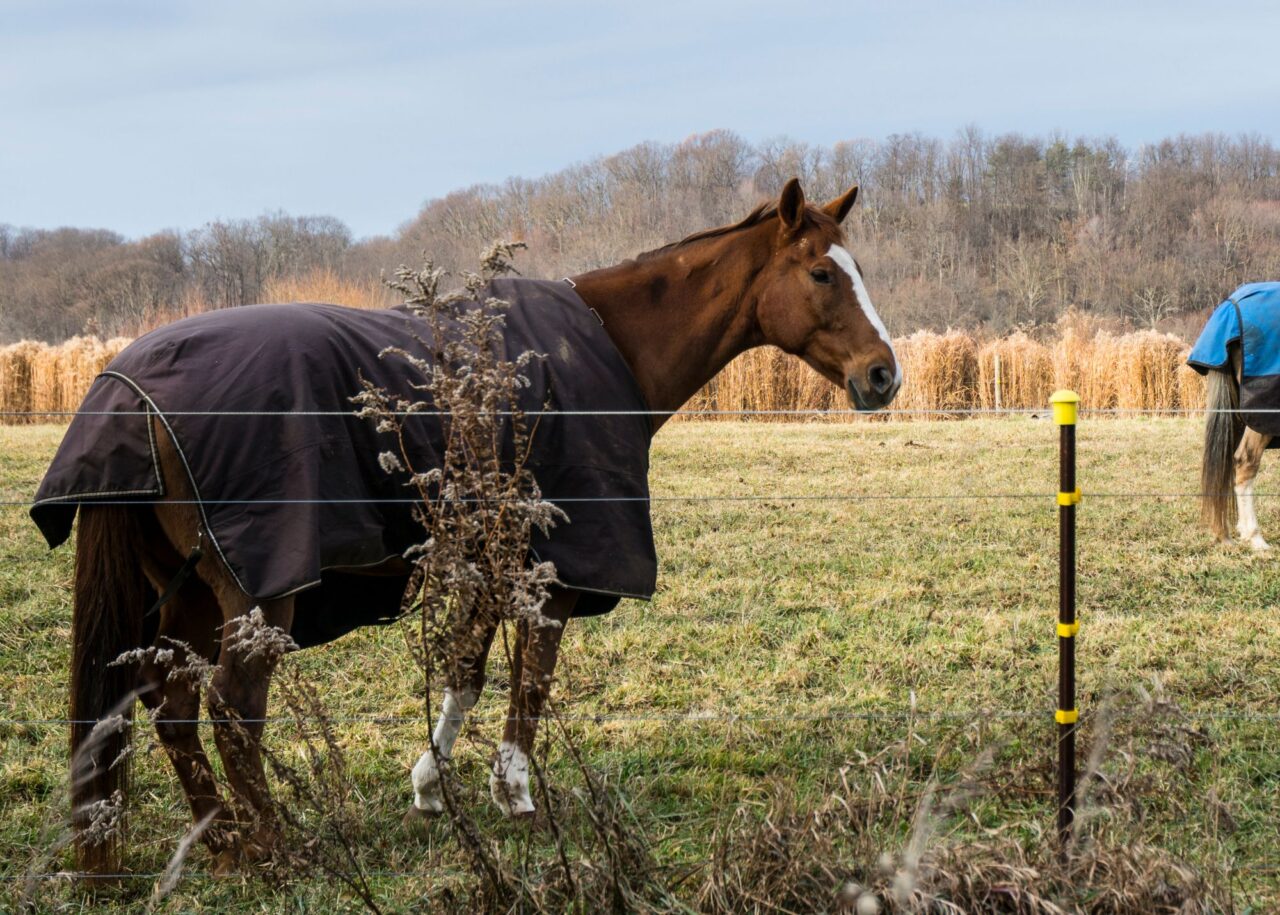 Horse Winter Coat 101: Growth, Care, And Expert Advice