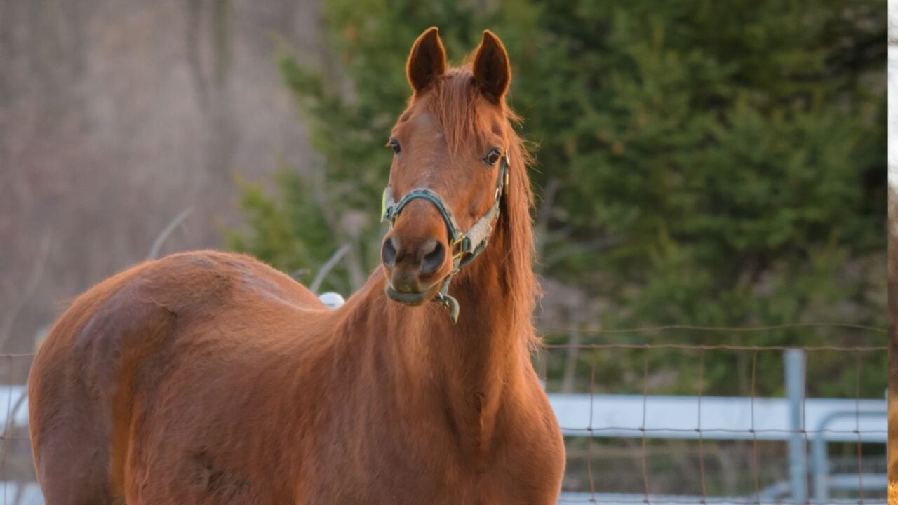 Chestnut Horse Color: The Science And Shades Of Fire