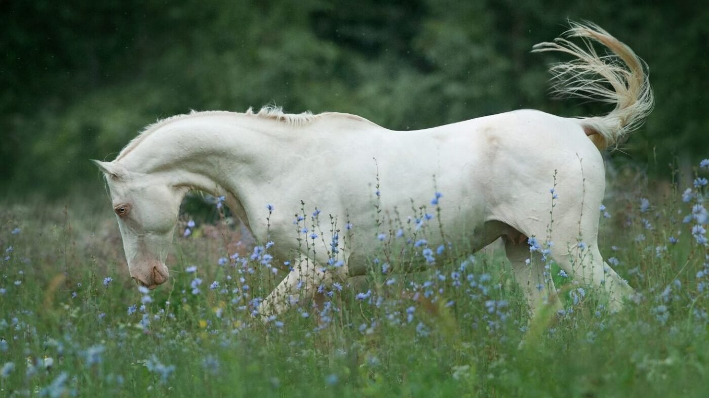 Perlino Horse Color And Breeds: A Guide With Pictures