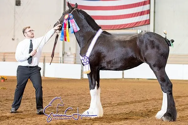 The Shire Horse Breed: History, Characteristics, And FAQs.