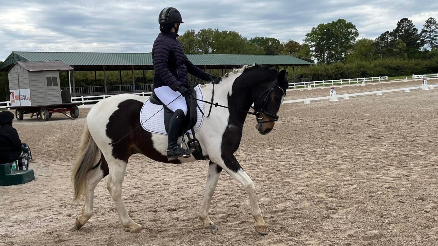 Best Horse Breeds For Beginners: Safe & Forgiving Choices